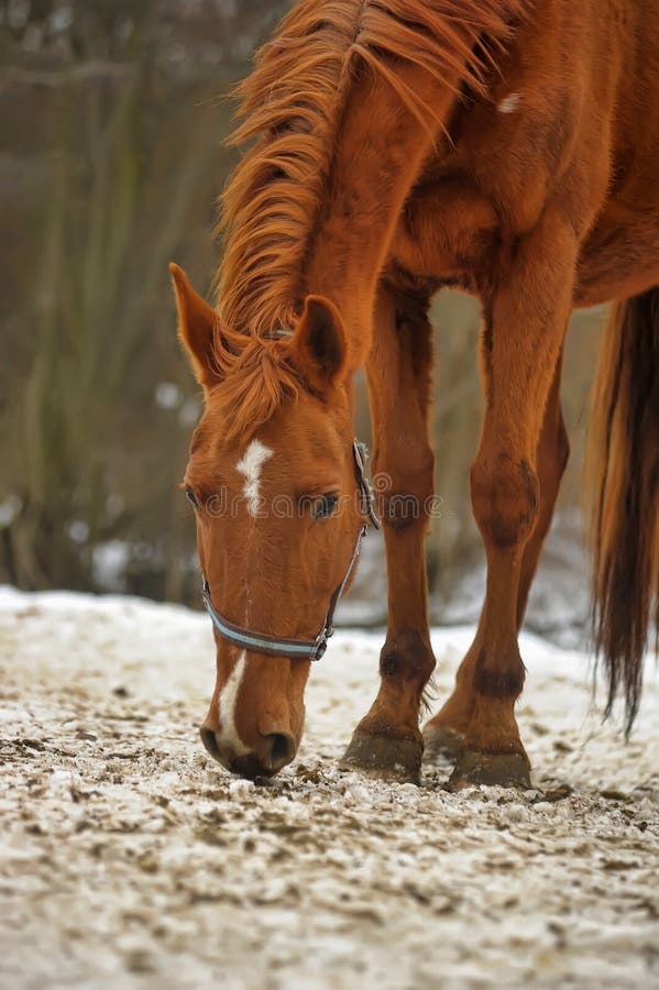 Red horse stock photo. Image of mare, equestrian, animal - 40196506