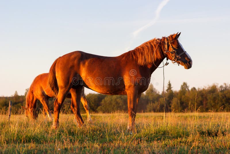 Red Horses at Golden Hour on a Pasture Stock Photo - Image of ...