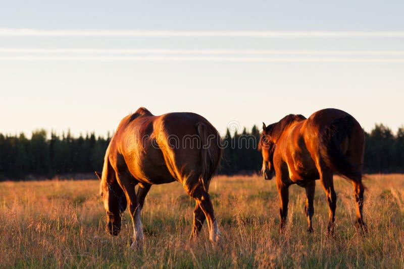 Red Horses at Golden Hour on a Pasture Stock Image - Image of horses ...