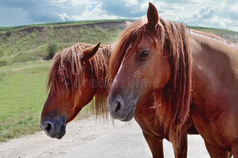 Red Horses with Long Mane Against Sky Stock Photo - Image of beautiful ...