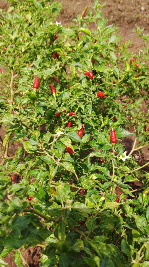 Red hot cabe rawit tree stock photo. Image of rawit - 165417628