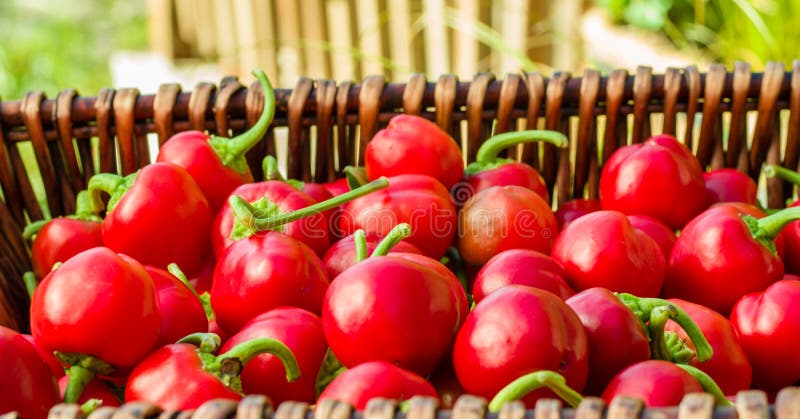 Hot Cherry Peppers Isolated on White Stock Image - Image of ingredient ...
