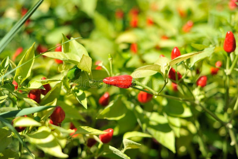 Red hot Chile peppers stock photo. Image of fruit, spice - 26630868