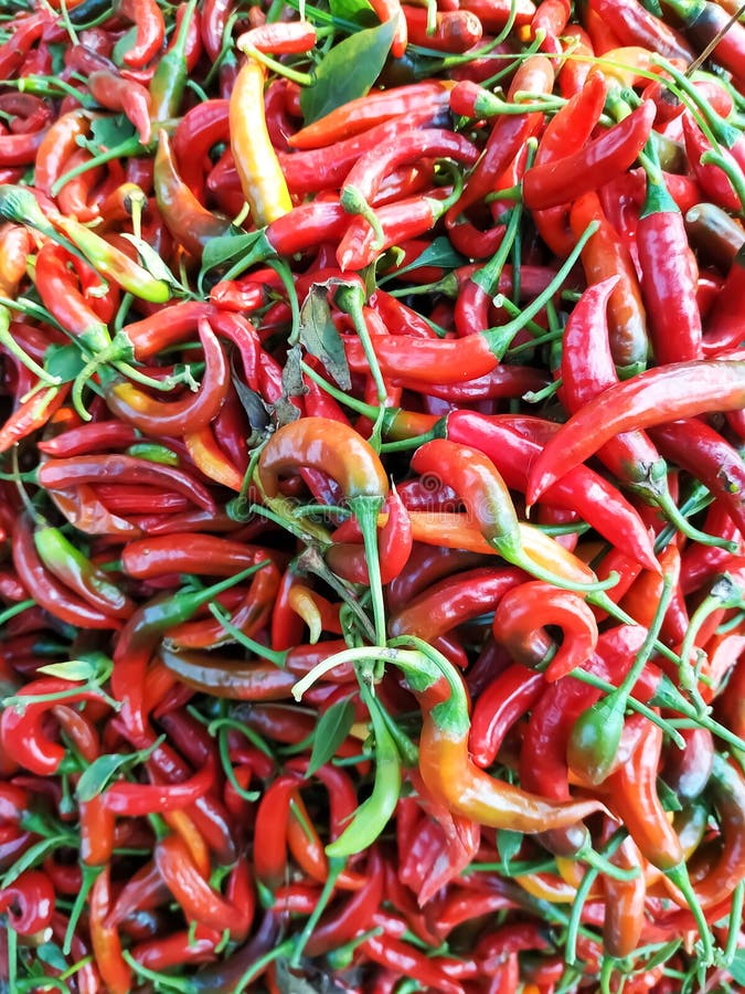 Red Hot Chili Pappers Natural Organic Stock Photo - Image of vegetable ...