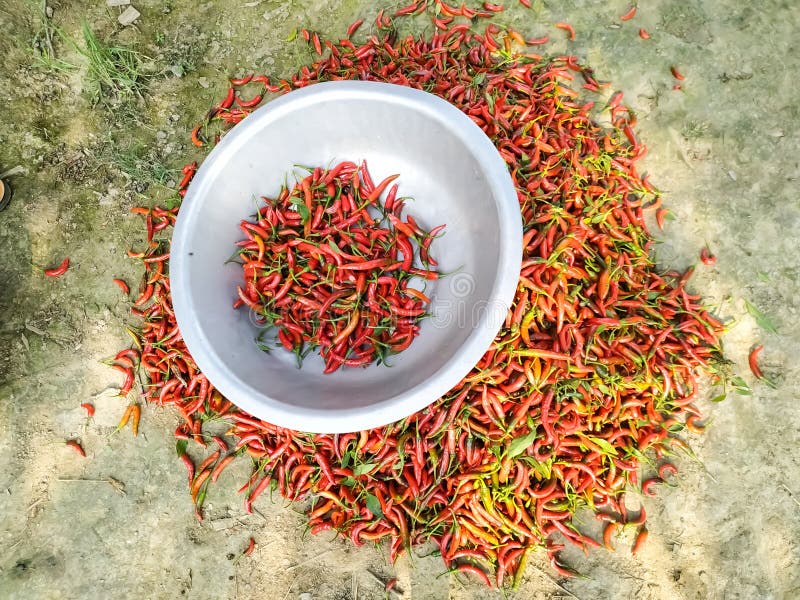 Red Hot Chili Pappers Natural Organic Stock Image - Image of natural ...