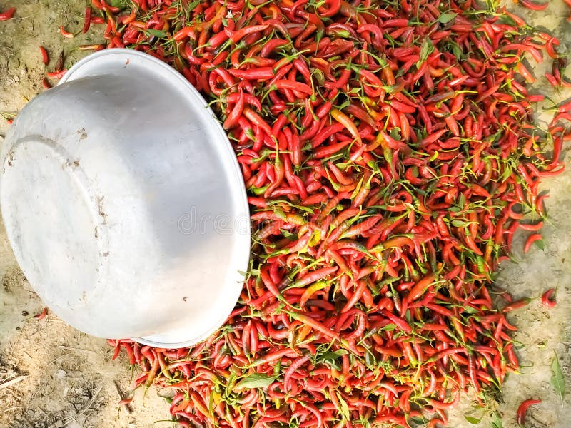 Red Hot Chili Pappers Natural Organic Stock Image - Image of organic ...
