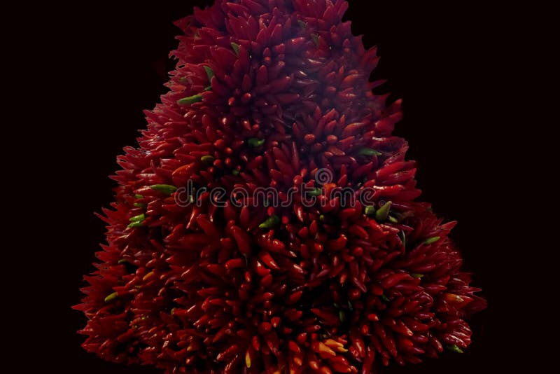 Red Hot Chili Peppers. Red Peppers in the Form of a Christmas Tree on a ...