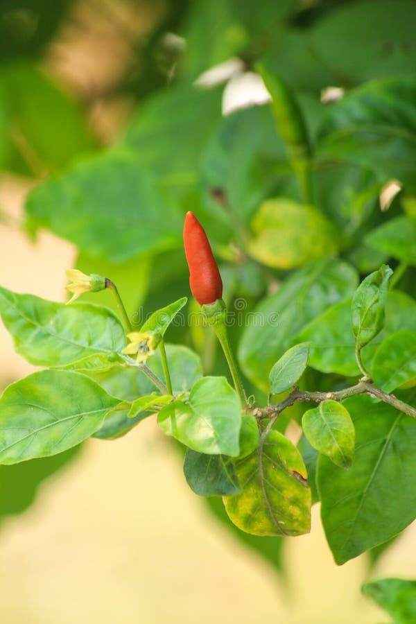 Red hot chili peppers stock photo. Image of harvest, peppers - 70222598