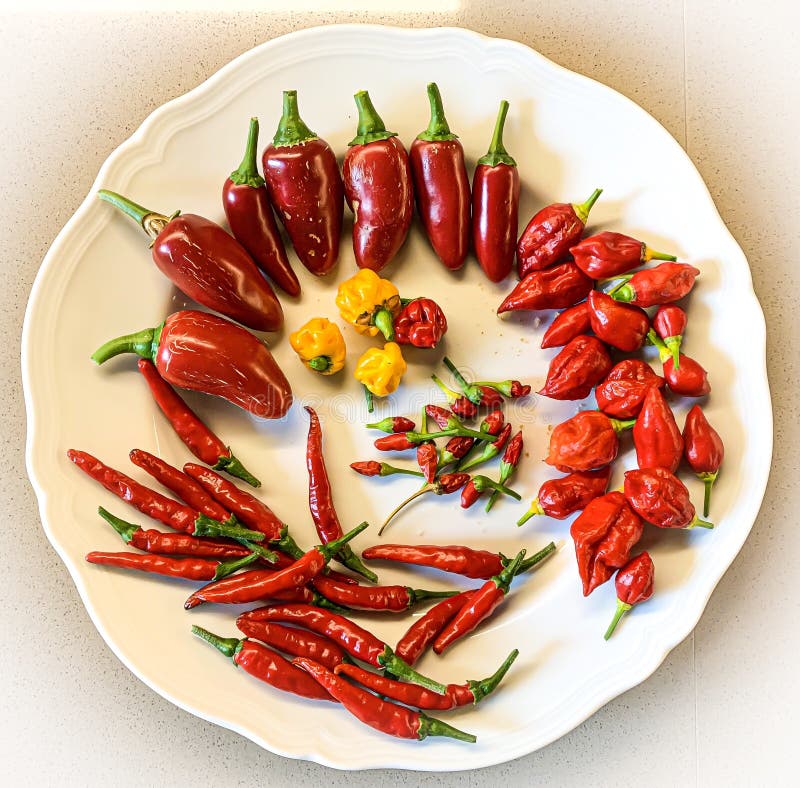 Red hot chili peppers stock photo. Image of bhut, dinner - 162115904