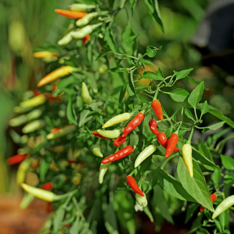Red Hot Chili Peppers on the Tree Stock Image - Image of plant, spice ...
