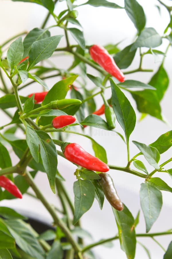 Red Hot Chili Peppers on a Tree. Stock Photo - Image of agriculture ...