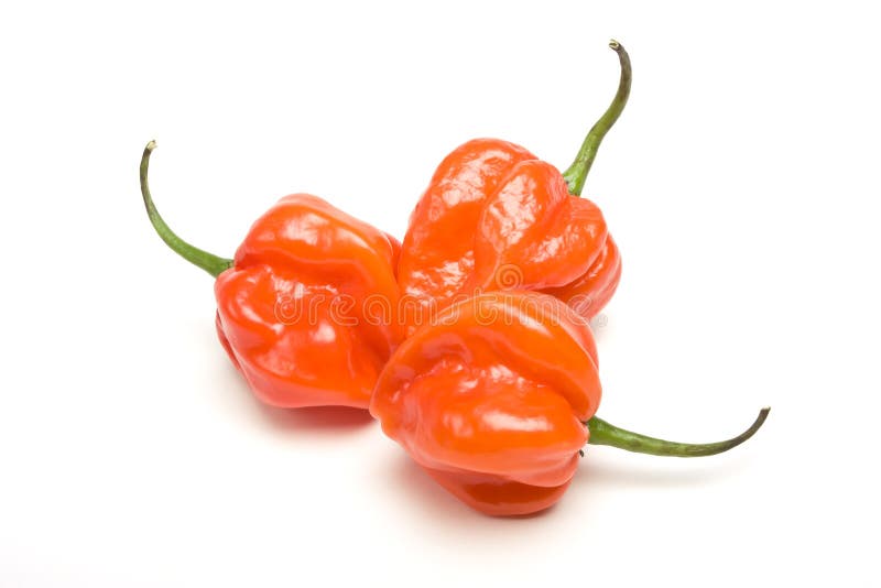 Red Hot Chilli stock image. Image of bonnet, chillis - 15060899