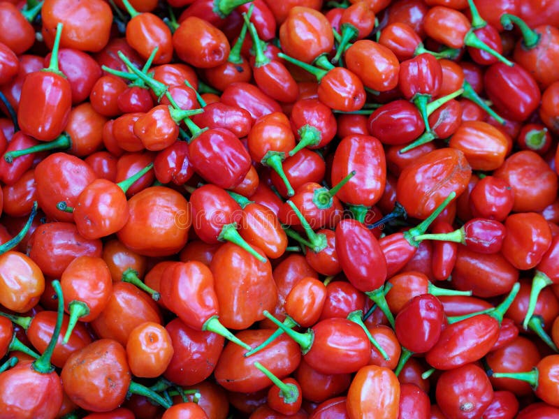 Red hot chilli stock image. Image of hottest, juicy, fiery - 38010869