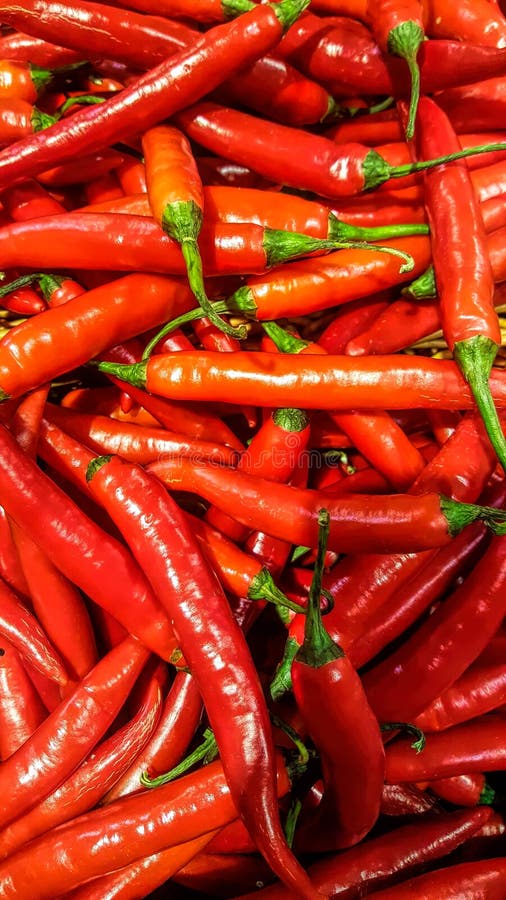Lots of Hot Red Birds Eye Chilli Stock Image - Image of capsaicin ...