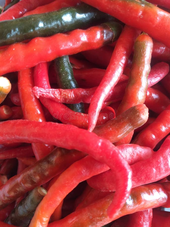 Chilli Farm stock photo. Image of farming, flavor, field - 20977080