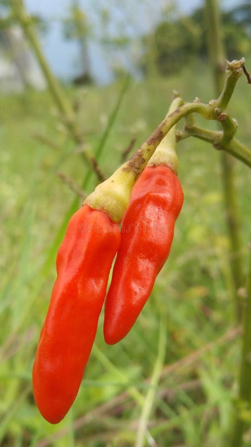 Red Hot Chilli Peppers Hanging on Tree. Stock Photo - Image of chilli ...