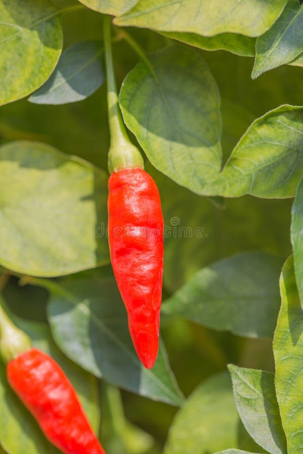 Healthy Red Chilli Pepper Food, With Stalk Stock Photo - Image of ...