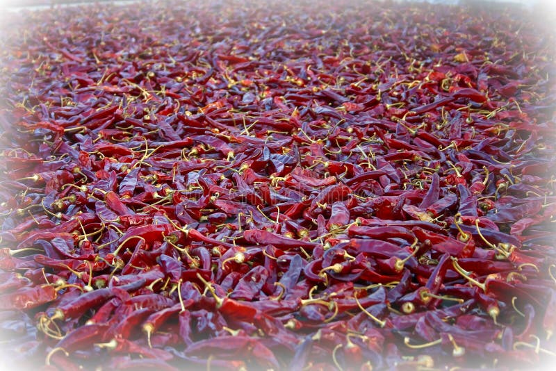 Red Hot Chilly Peppers stock image. Image of south, spicy - 16211941