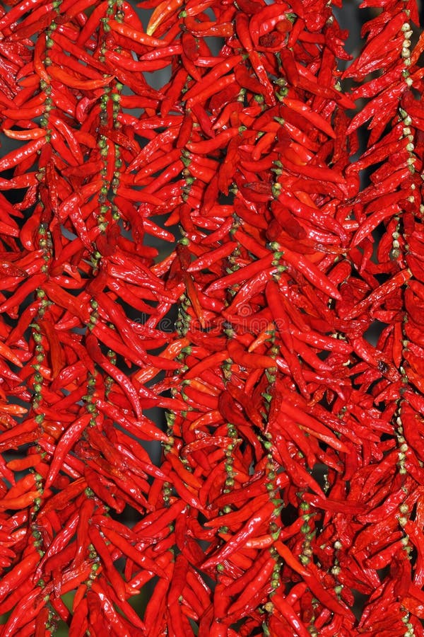 Red Hot Pepper Pods Sparkle in the Sun Stock Photo - Image of hanging ...