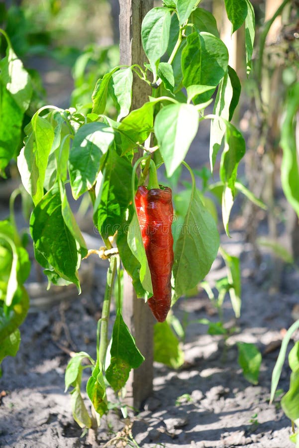 Red hot pepper stock image. Image of plant, chili, healthy - 213819339