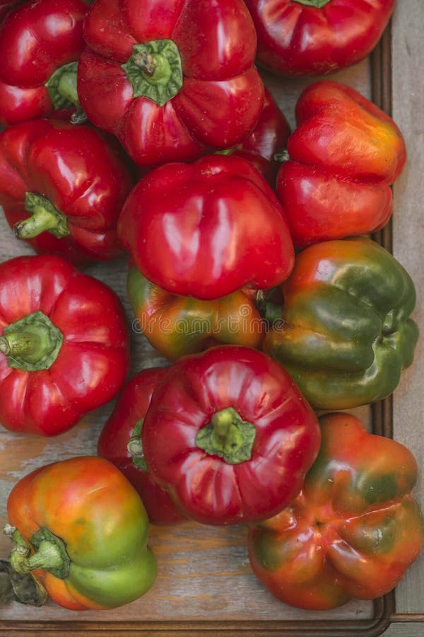 Round Hot Pepper Plant stock image. Image of ornamental - 21981257