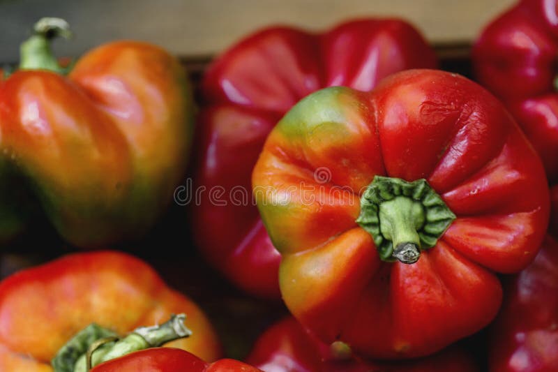 2,733 Round Hot Pepper Plant Photos - Free & Royalty-Free Stock Photos ...