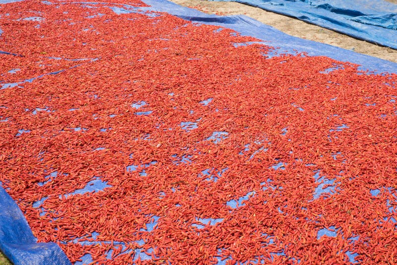 Red Hot Pepper Under Processing by Drying Naturally Under Sunlight in ...