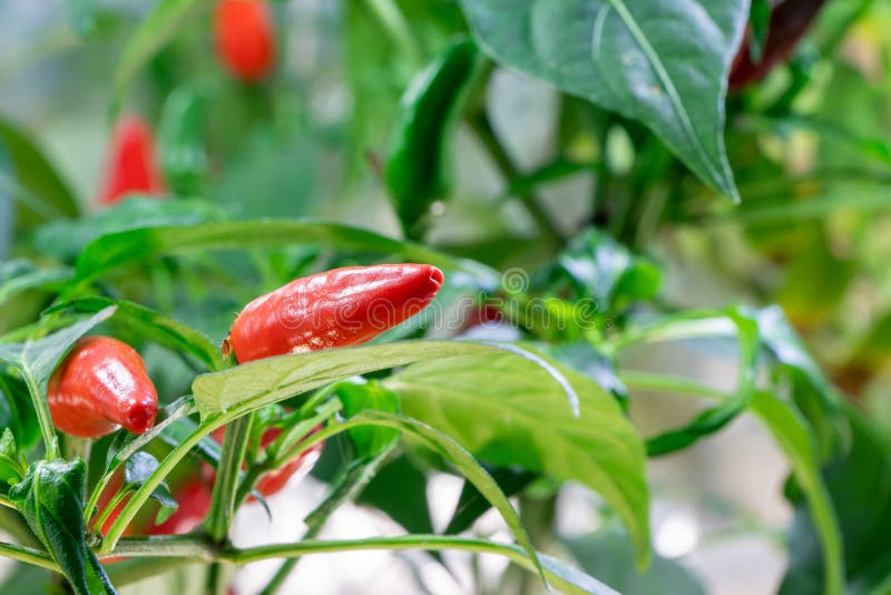 Red Hot Pepper. Young Seedlings of Hot Pepper Stock Image - Image of ...