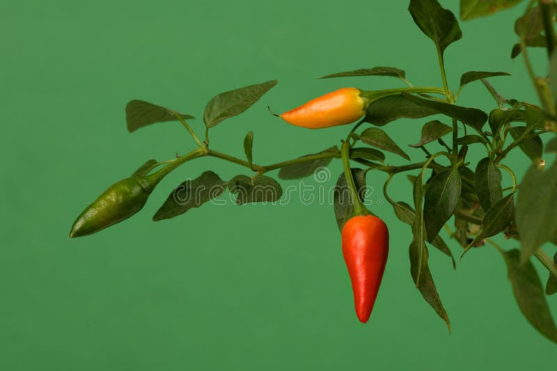 Red hot peppers. Side view stock photo. Image of kitchen - 279877198