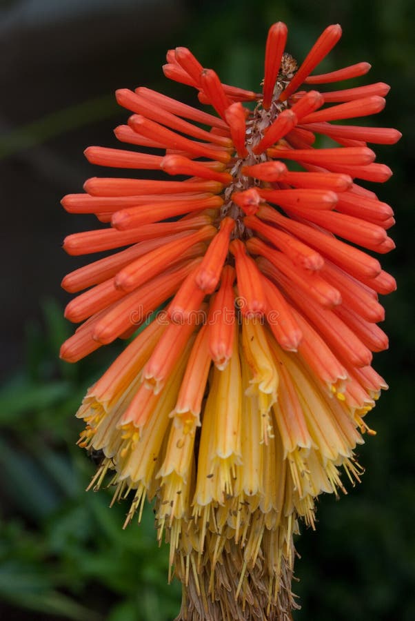 Red hot poker flower stock photo. Image of tritoma, nature - 126630416