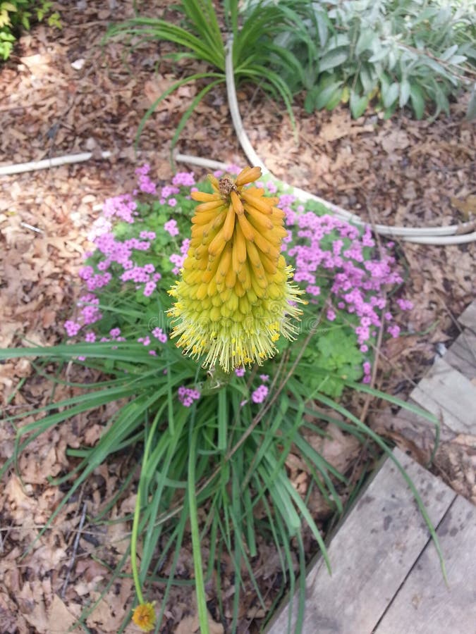 Pink poker flower stock image. Image of pink, nature - 92239393