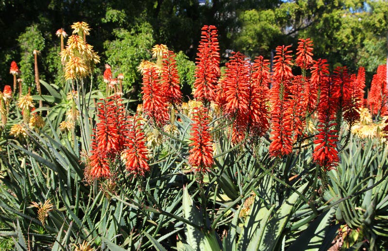 Red Hot Poker Flowers, Kniphofia Stock Photo - Image of beauty, color ...