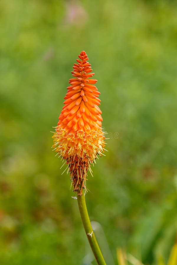 Red Hot Poker stock photo. Image of yellow, tritoma, plants - 95109256