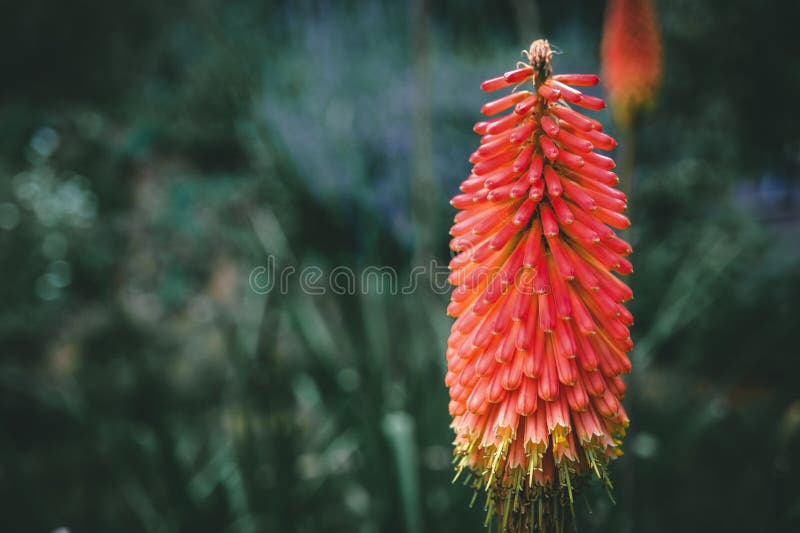 542 Red Tritoma Stock Photos - Free & Royalty-Free Stock Photos from ...