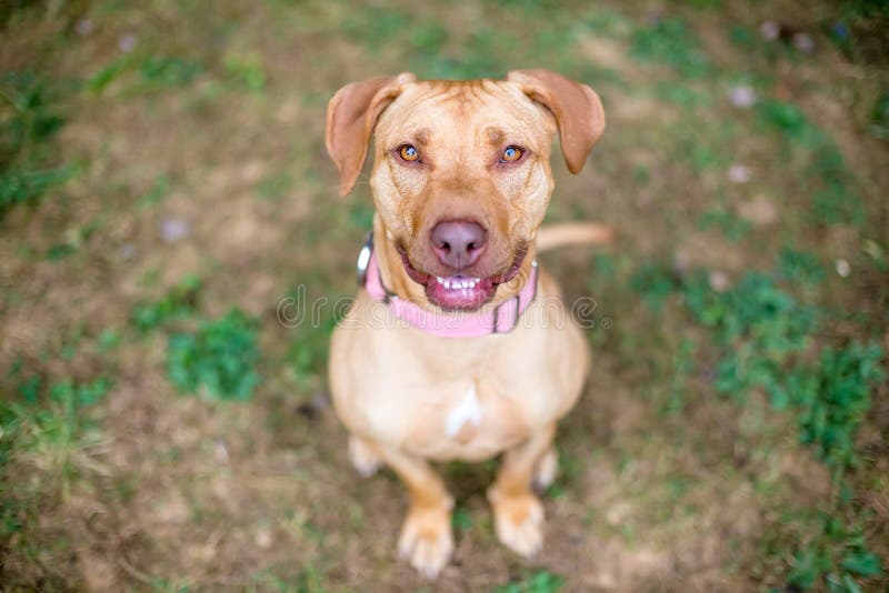 A Red Hound X Retriever Mixed Breed Dog Sitting Stock Photo - Image of ...