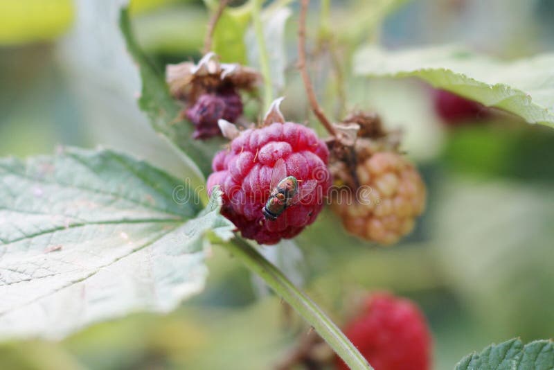 Red Housefly on a Raspberry Fruit Stock Image - Image of deliciosus ...