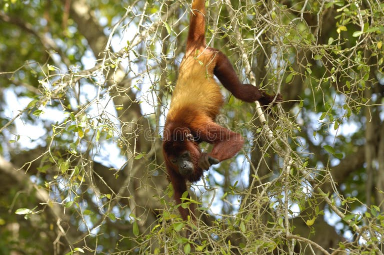 Red howler monkey 100 stock image. Image of monkey, leaves - 3500751