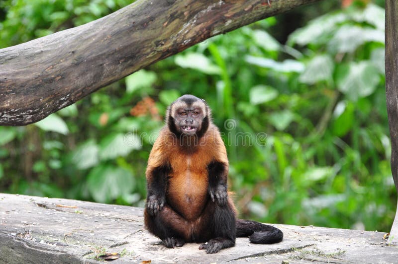 Red Howler Monkey stock photo. Image of fauna, wild, monkey - 7890948