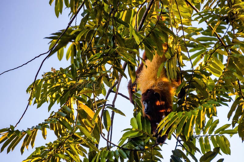 Red Howler Monkey Hanging from the Tree at Sunset Stock Photo - Image ...