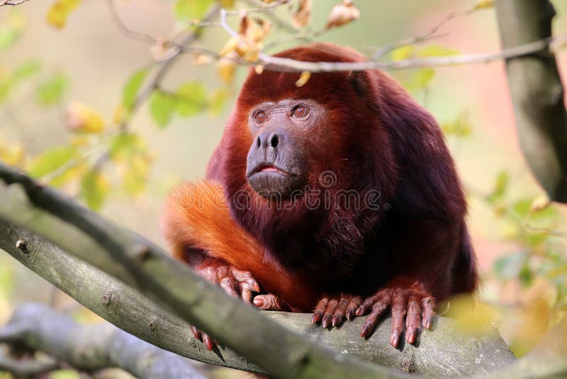 Baby Red Howler Monkey stock image. Image of climb, precious - 8915175