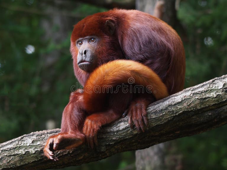 Red howler monkey stock photo. Image of africa, funny - 53360902