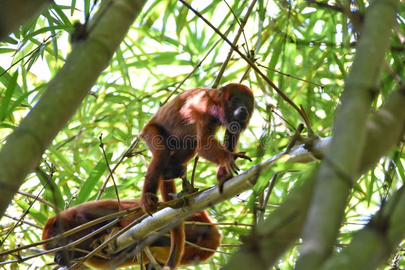 Red Howler Monkeys stock photo. Image of trees, trinidad - 241198950