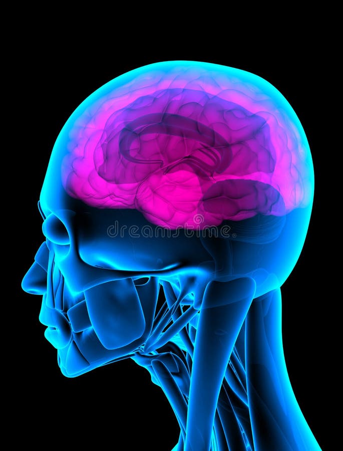 Red human brain x-ray stock illustration. Illustration of headache ...