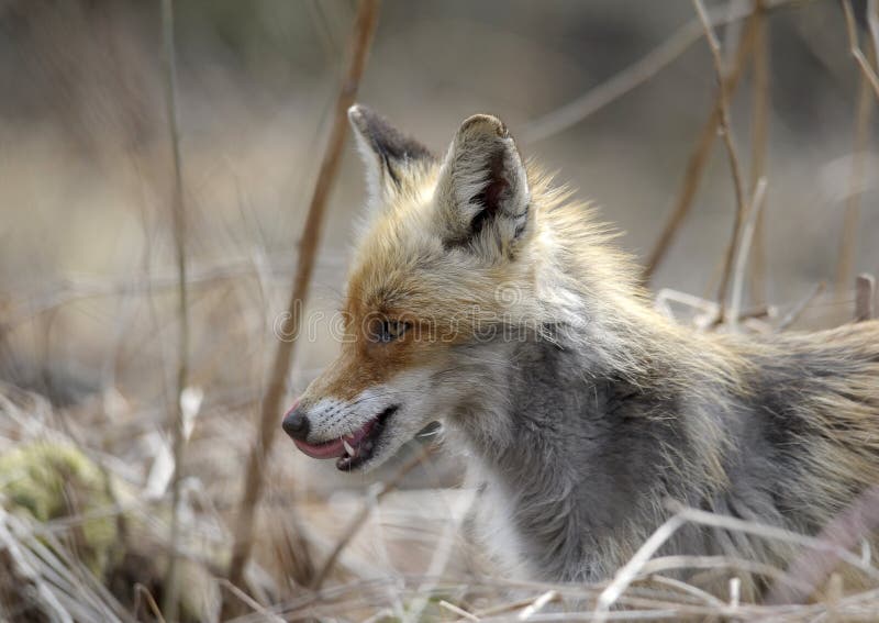 Red hunter fox stock photo. Image of killer, beast, tail - 68940510