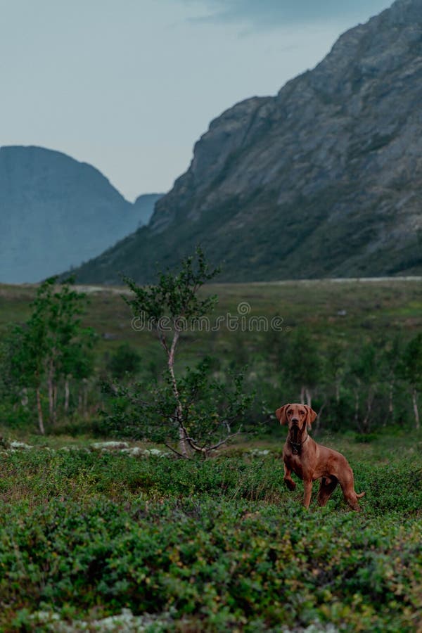 Red Hunting Dog on Top of a Mountain Stock Image - Image of dogs, trees ...