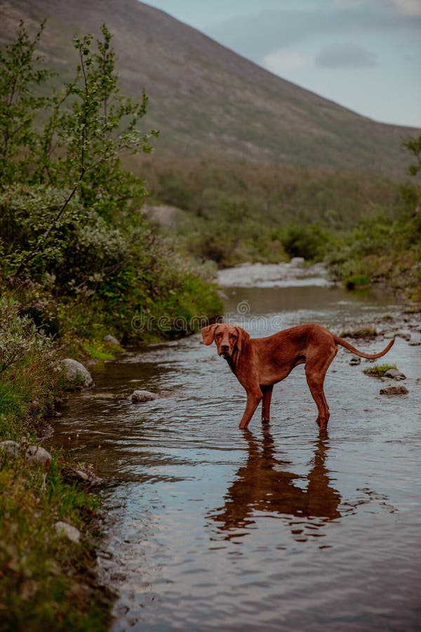 Red Hunting Dog on Top of a Mountain Stock Image - Image of rocks ...