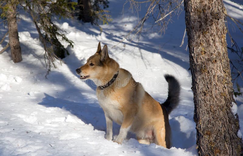 Red hunting dog in winter stock image. Image of courage - 23762359