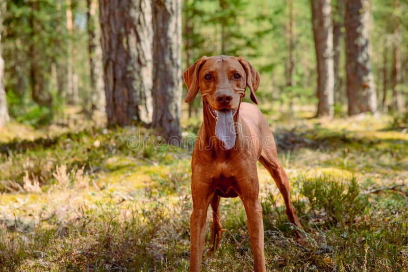 Red Hunting Vizsla Dog in a Coniferous Forest Stock Photo - Image of ...