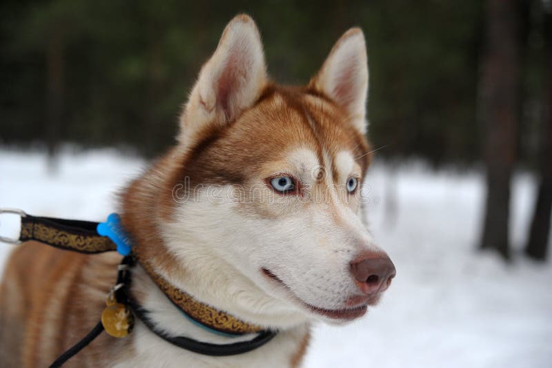 Red husky stock image. Image of fast, animal, eyes, face - 18503371