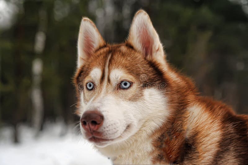 Red husky stock image. Image of beautiful, black, polar - 18503477